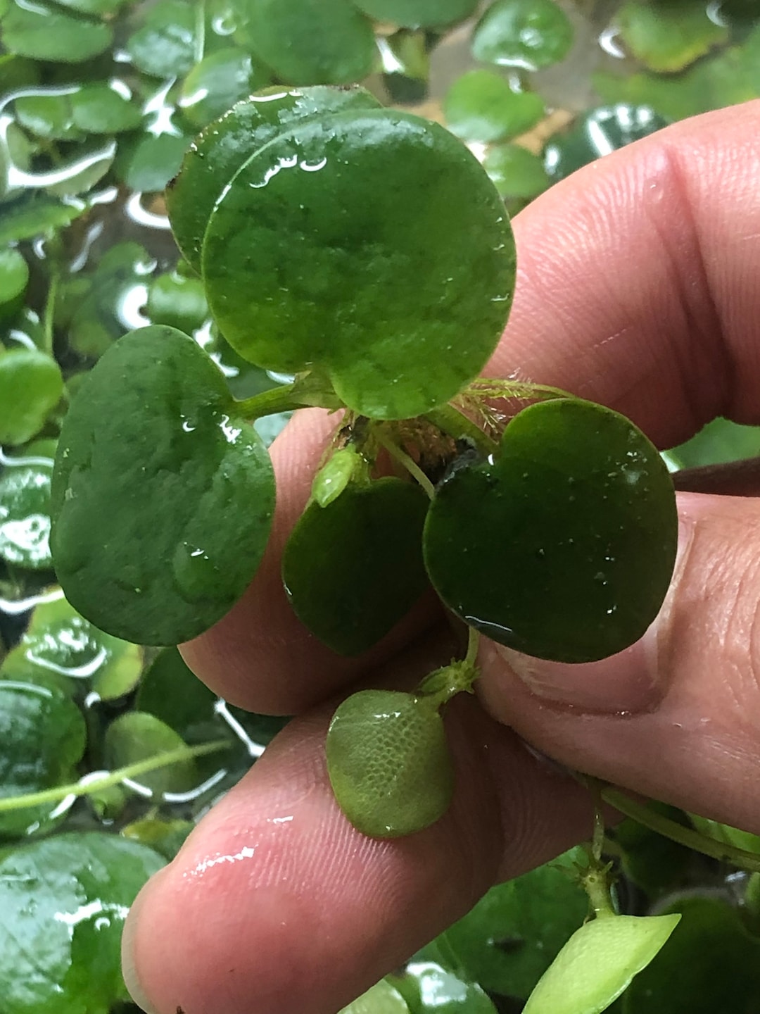 Amazon Frogbit (limnobium Laevigatum), Live Aquarium/aquatic Floating ...