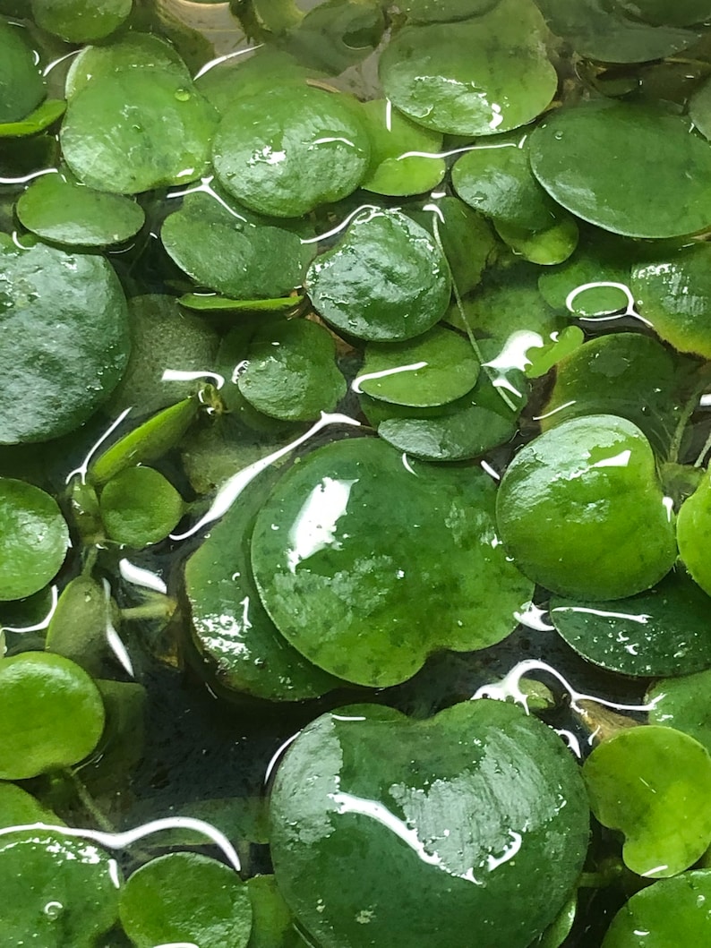 Amazon Frogbit (limnobium Laevigatum), Live Aquarium/aquatic Floating ...