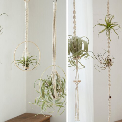 Air Plant Hanger Hanging Air Plant Holder Airplants Display - Etsy