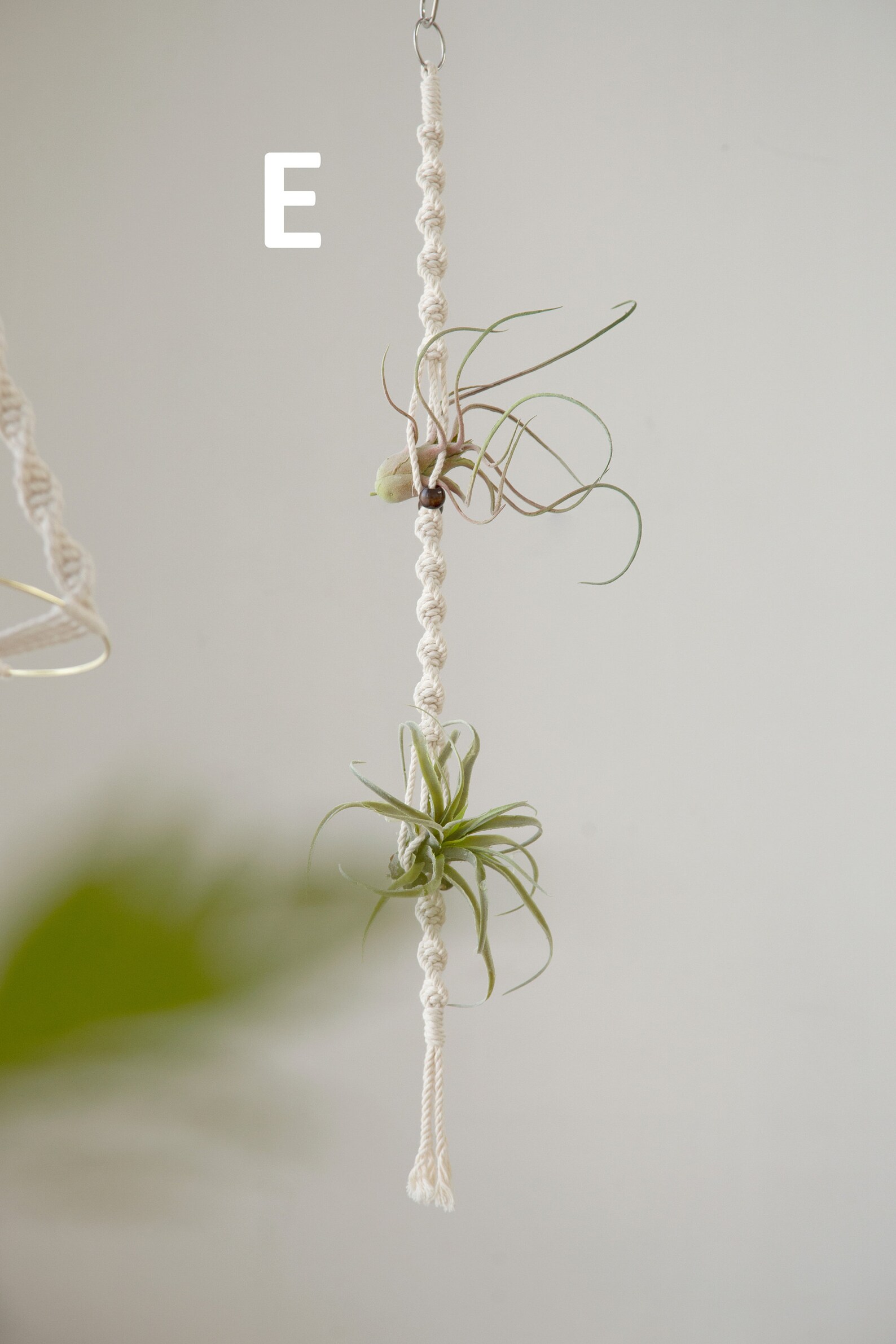 Air Plant Hanger Hanging Air Plant Holder Airplants Display Wall ...