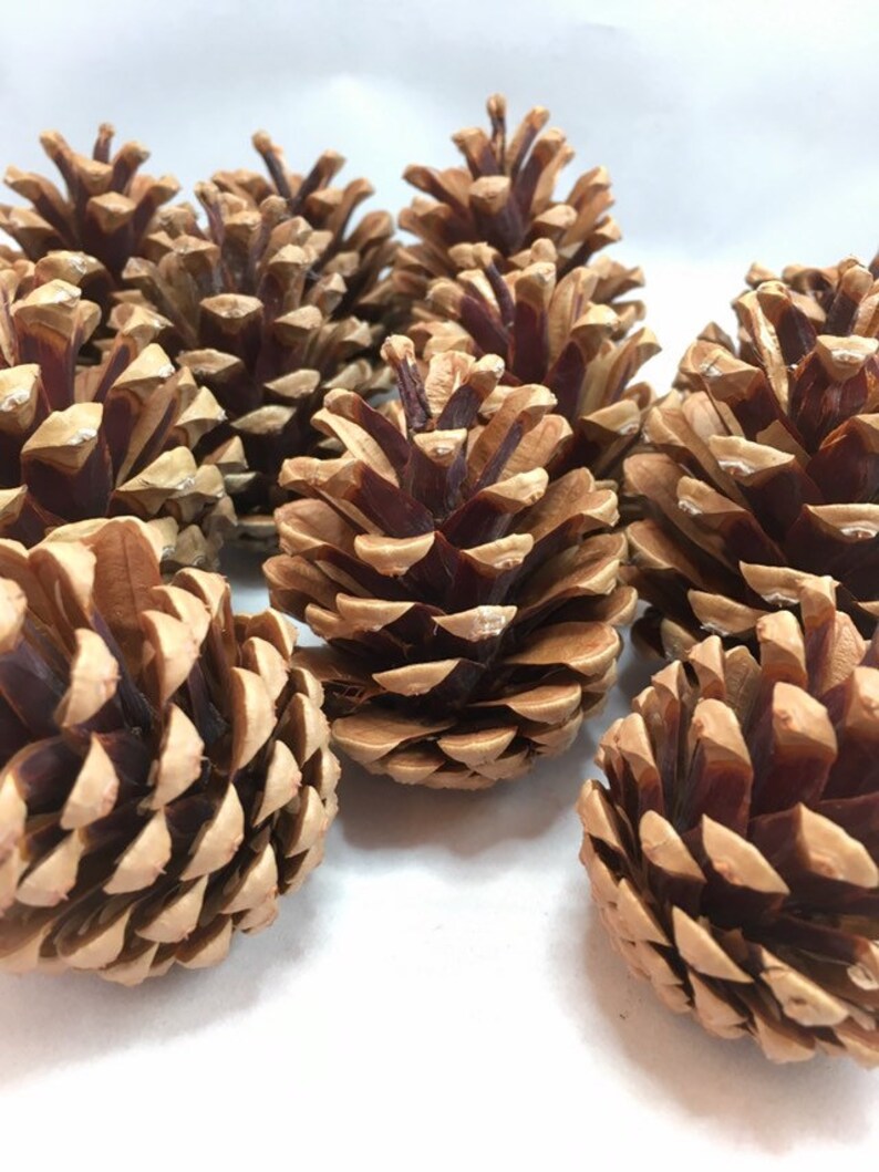 Pine Fir Cones - Etsy UK