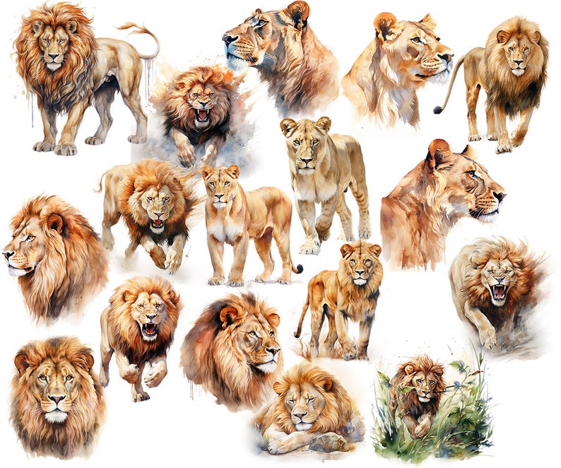 Watercolor Lion Pack PNG, Lion Clipart Bundle, Lion Sublimation Designs ...