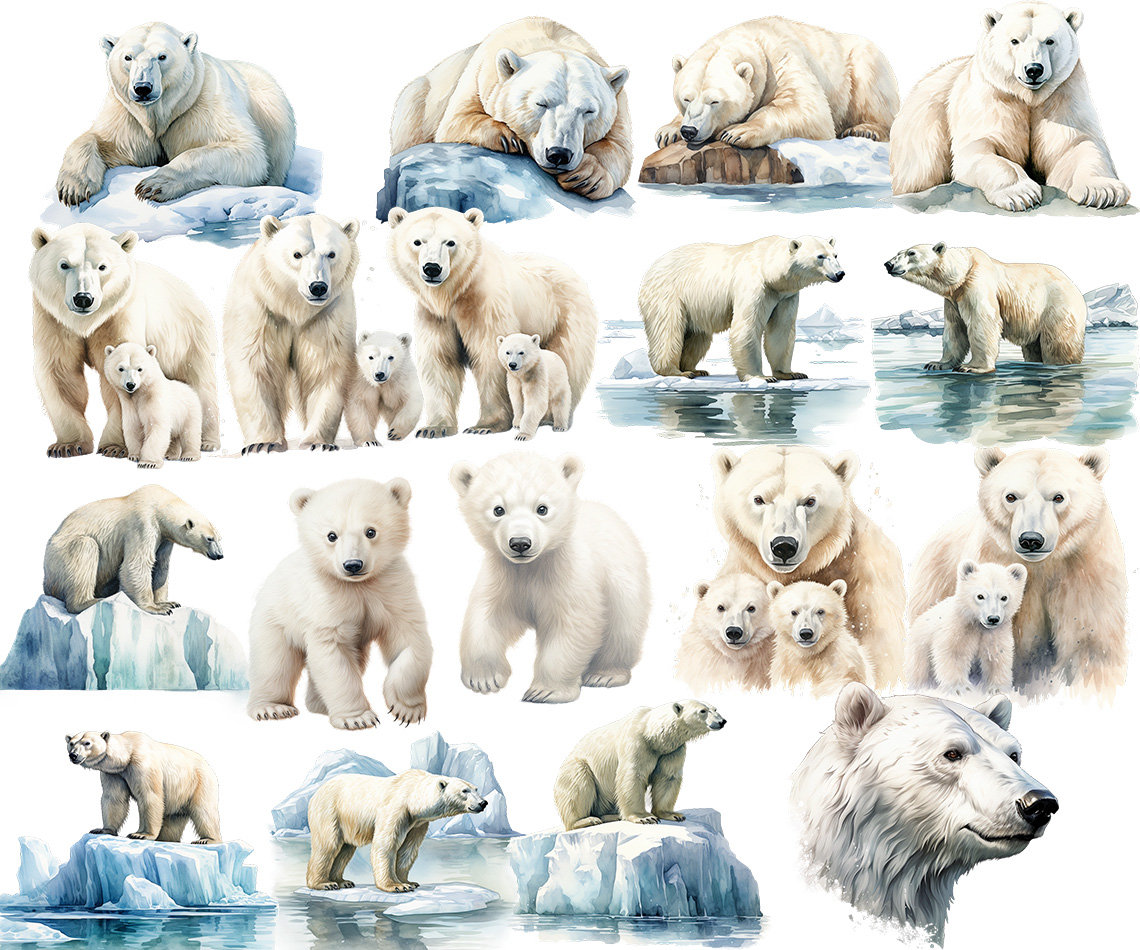 Polar Bear Watercolor Pngs, Arctic Wildlife Clip Art, Polar Bear ...