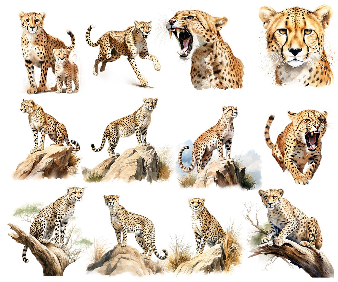 Watercolor Cheetah Clipart Bundle 26 Realistic PNG Illustrations for ...