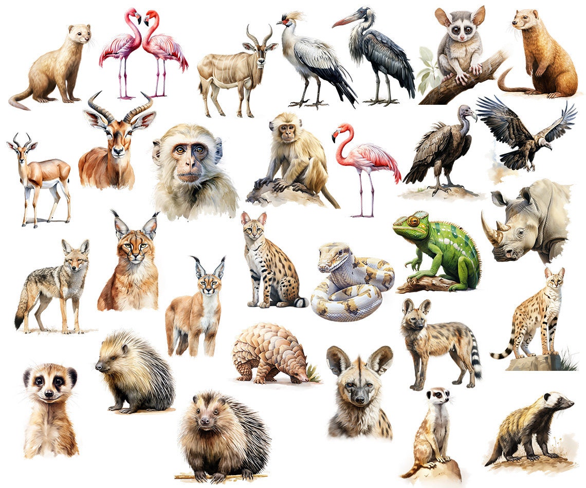 Safari Animal Clip Art Bundle - 90 African Wildlife Watercolor Pngs ...