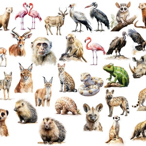 Safari Animal Clip Art Bundle - 90 African Wildlife Watercolor Pngs ...