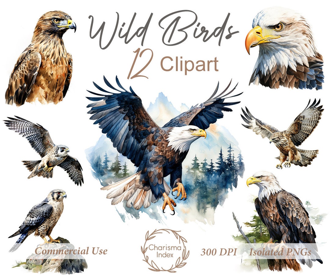 Wild Birds Watercolor Clipart Set - 12 Pngs Bald Eagle, Hawk, Falcon ...