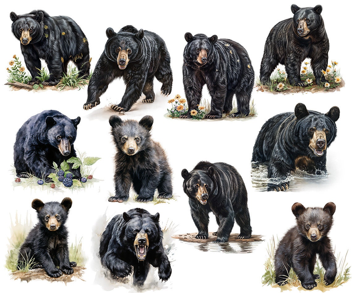 Watercolor Black Bear Clipart Bundle 35 Realistic PNG Illustrations for ...