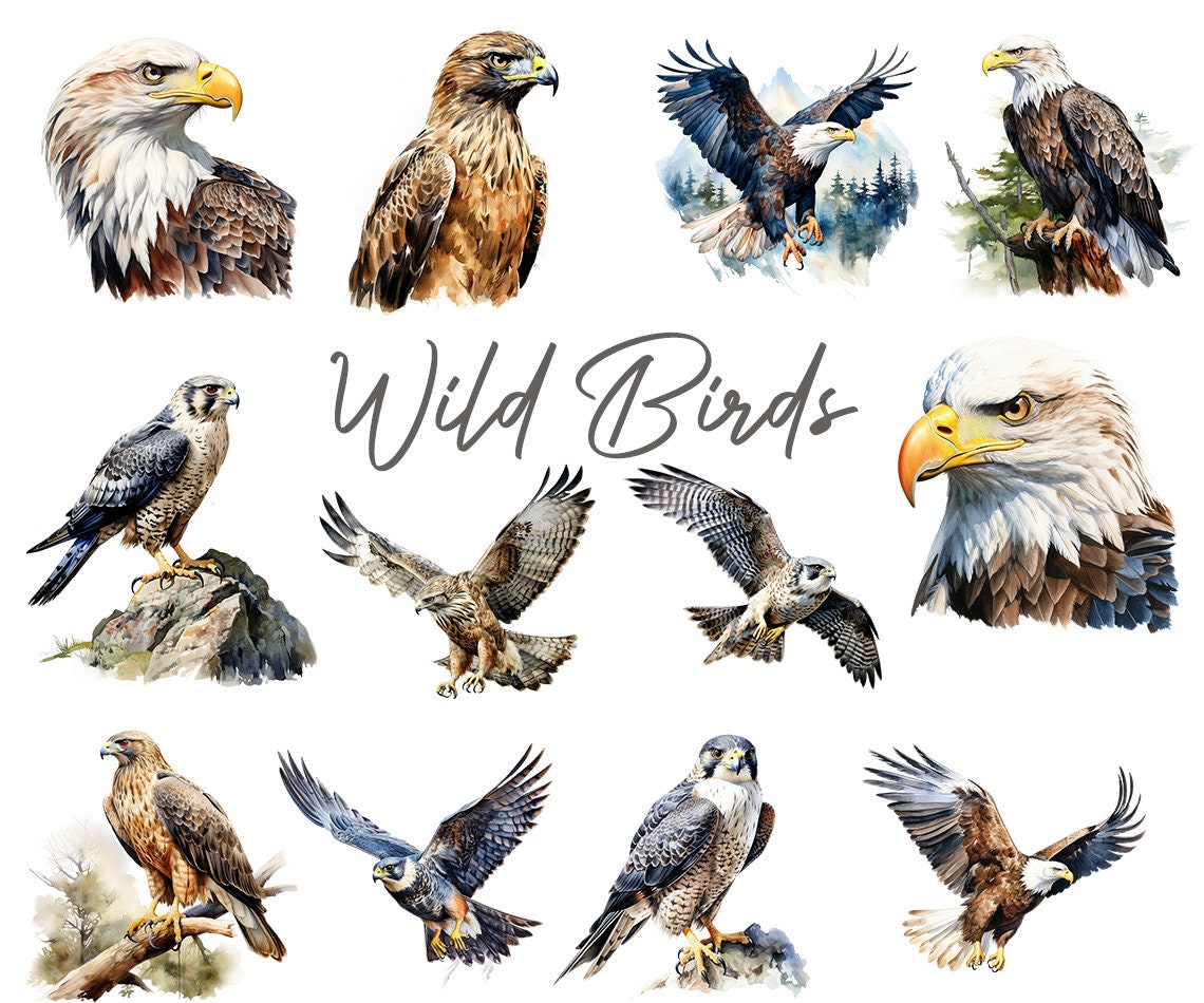 Wild Birds Watercolor Clipart Set - 12 Pngs Bald Eagle, Hawk, Falcon ...