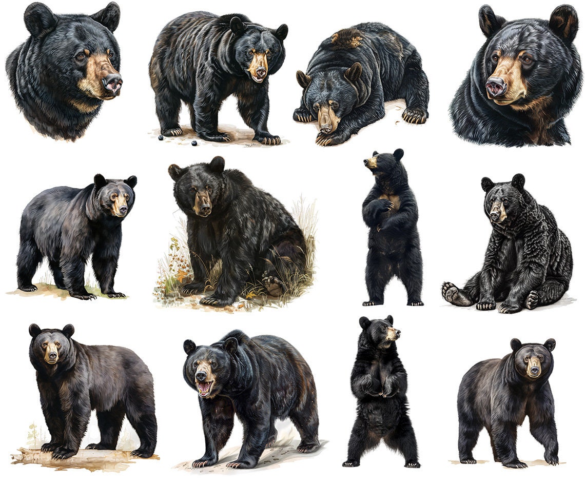 Watercolor Black Bear Clipart Bundle 35 Realistic PNG Illustrations for ...
