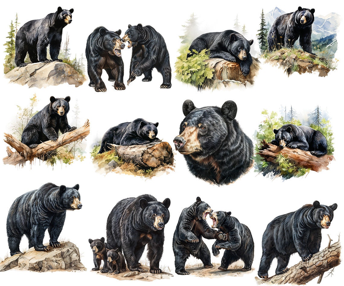 Watercolor Black Bear Clipart Bundle 35 Realistic PNG Illustrations for ...