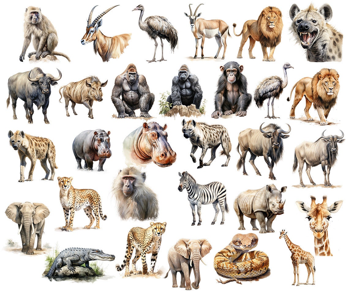 Safari Animal Clip Art Bundle 90 African Wildlife Watercolor Pngs ...