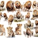 Watercolor Lion Pack PNG, Lion Clipart Bundle, Lion Sublimation Designs ...