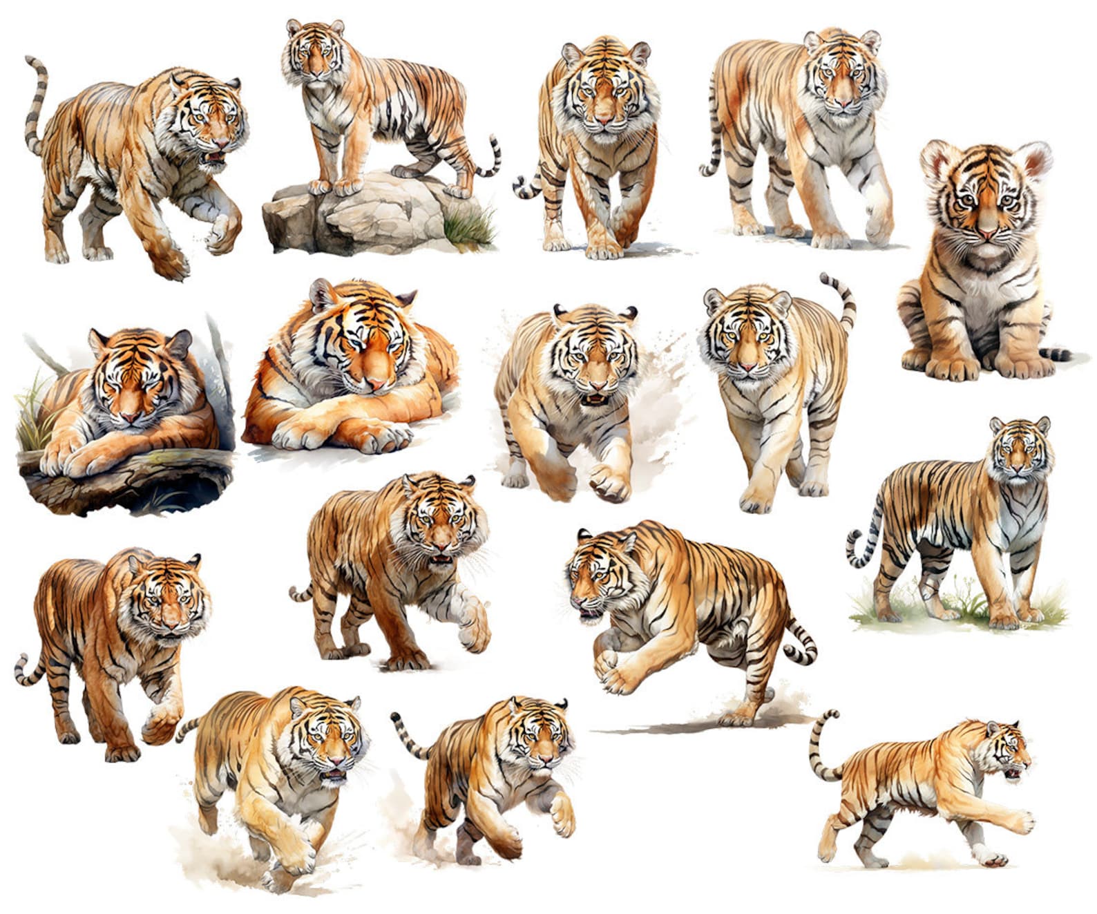 Majestic Tiger PNG Clipart Bundle - 64 Watercolor Tiger Designs ...
