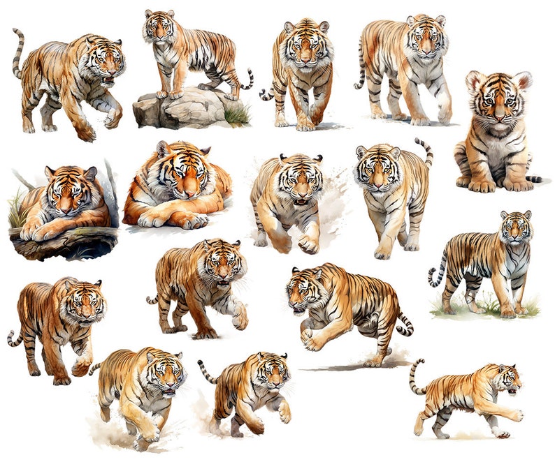 Majestic Tiger PNG Clipart Bundle - 64 Watercolor Tiger Designs ...