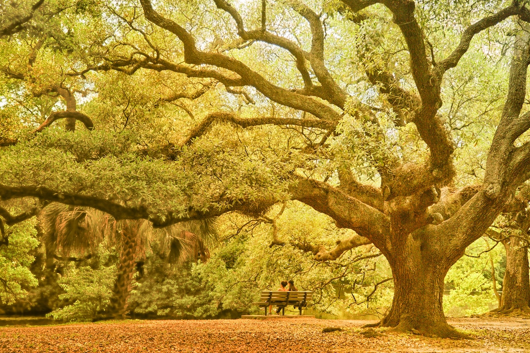 Friendship Tree (new Orleans Live Oak Tree) Photo Print. Un-matted and ...