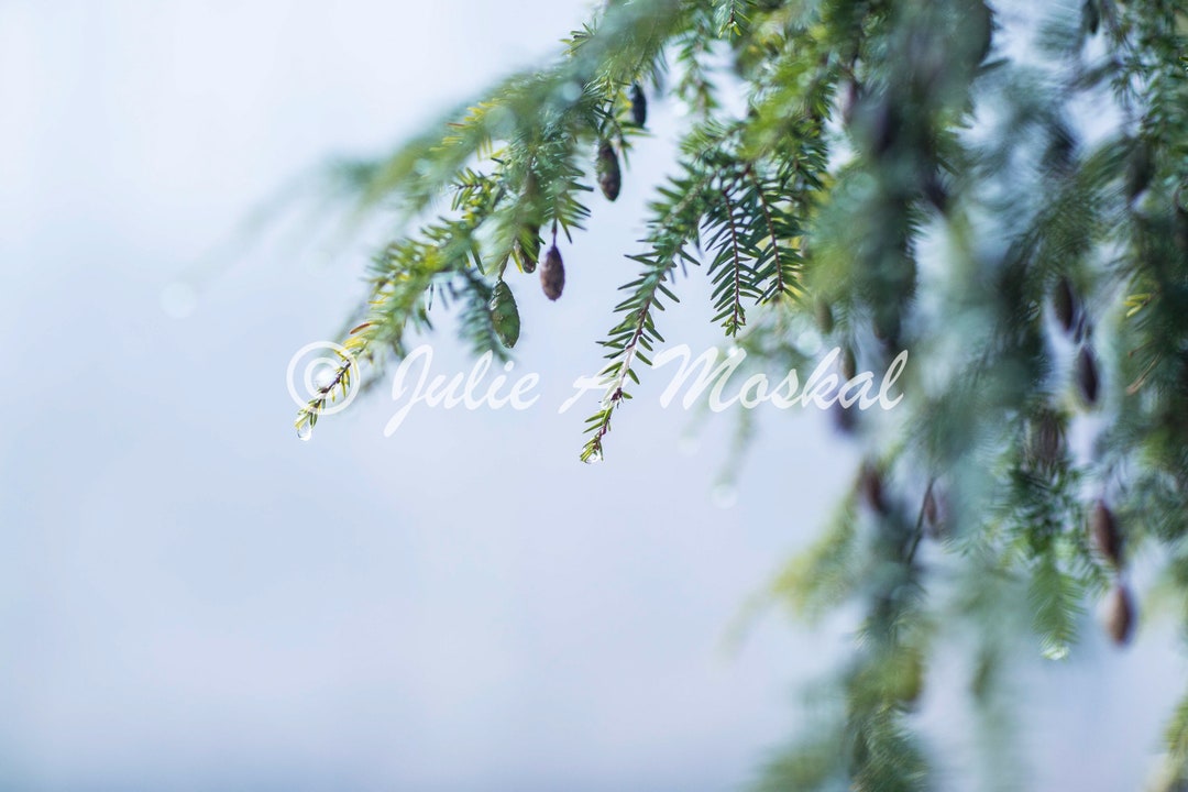 Winter Hemlock (art Print) - Etsy