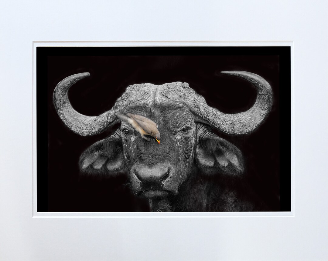 Buffalo, Print, Image, Photo, Photographic,picture,home Decor,wallart ...