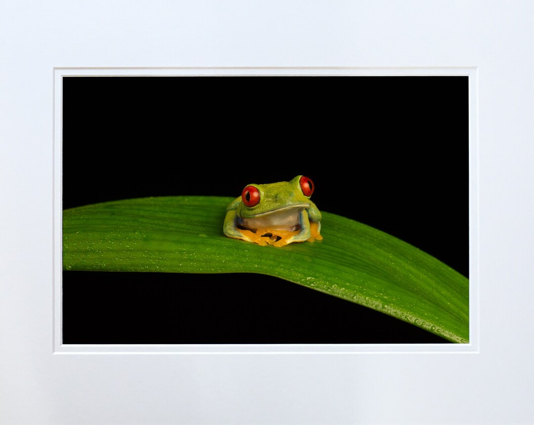 Frog Photo, Frog Print,for Framing,frog Image,tree Frog,home Decor ...