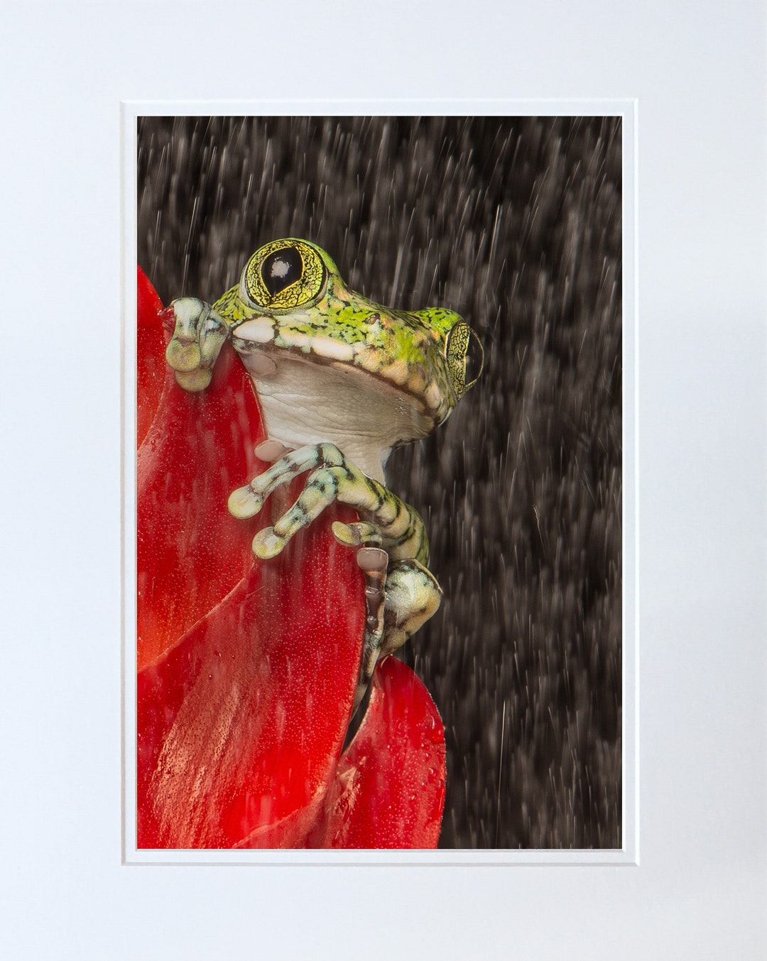 Frog Photo, Frog Print, for Framing,frog Image,tree Frog,mounted Print ...