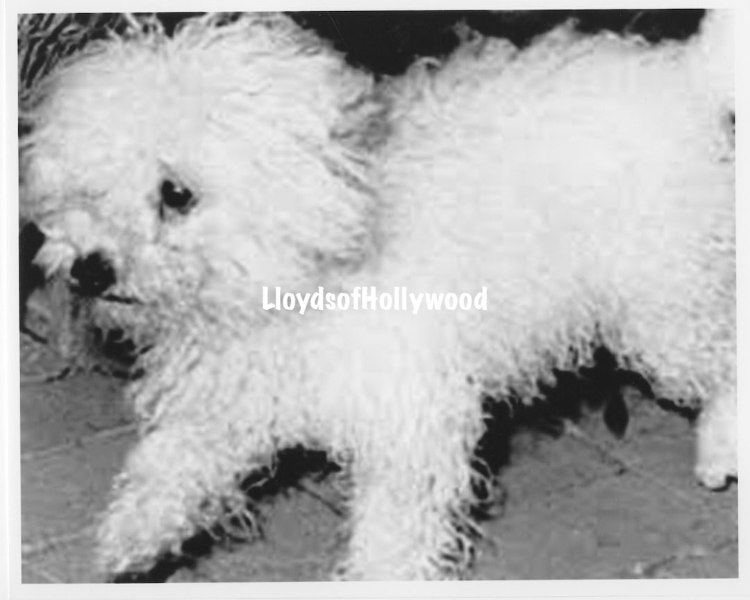 Marilyn Monroe Her Beloved Last Pet Maltese Dog Maff Honey After Her ...