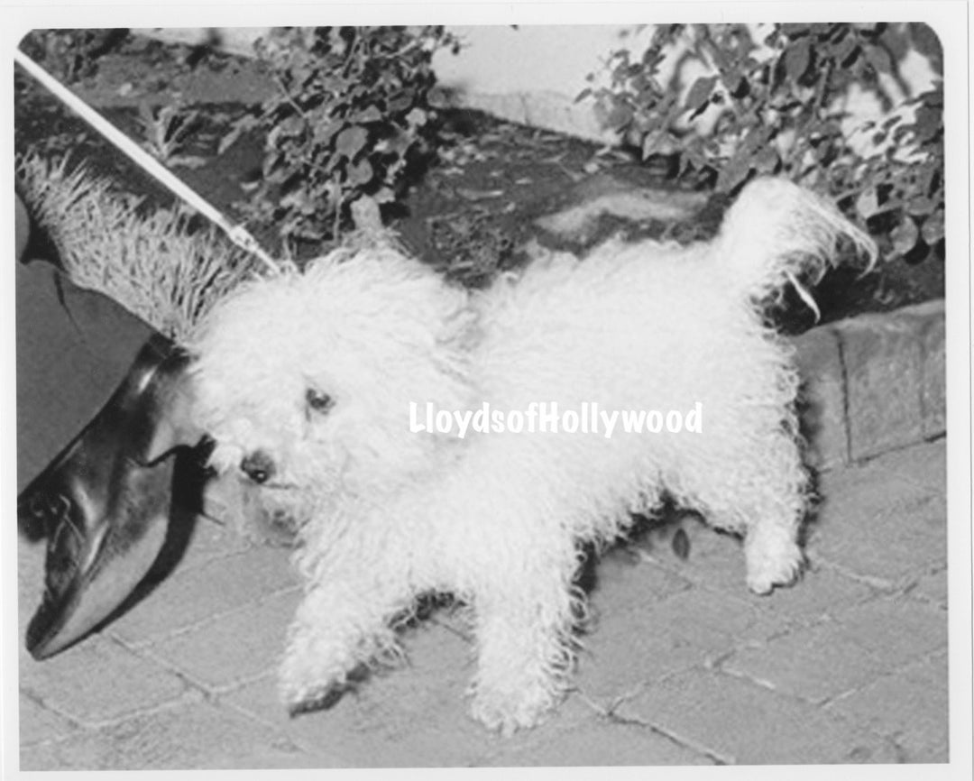 Marilyn Monroe Her Beloved Last Pet Maltese Dog Maff Honey - Etsy