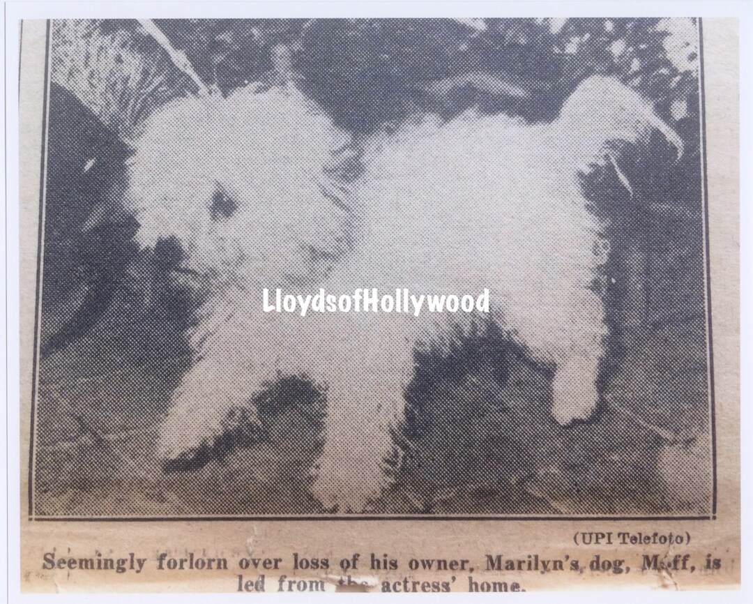 Marilyn Monroe Her Beloved Last Pet Maltese Dog Maff Honey After Her ...