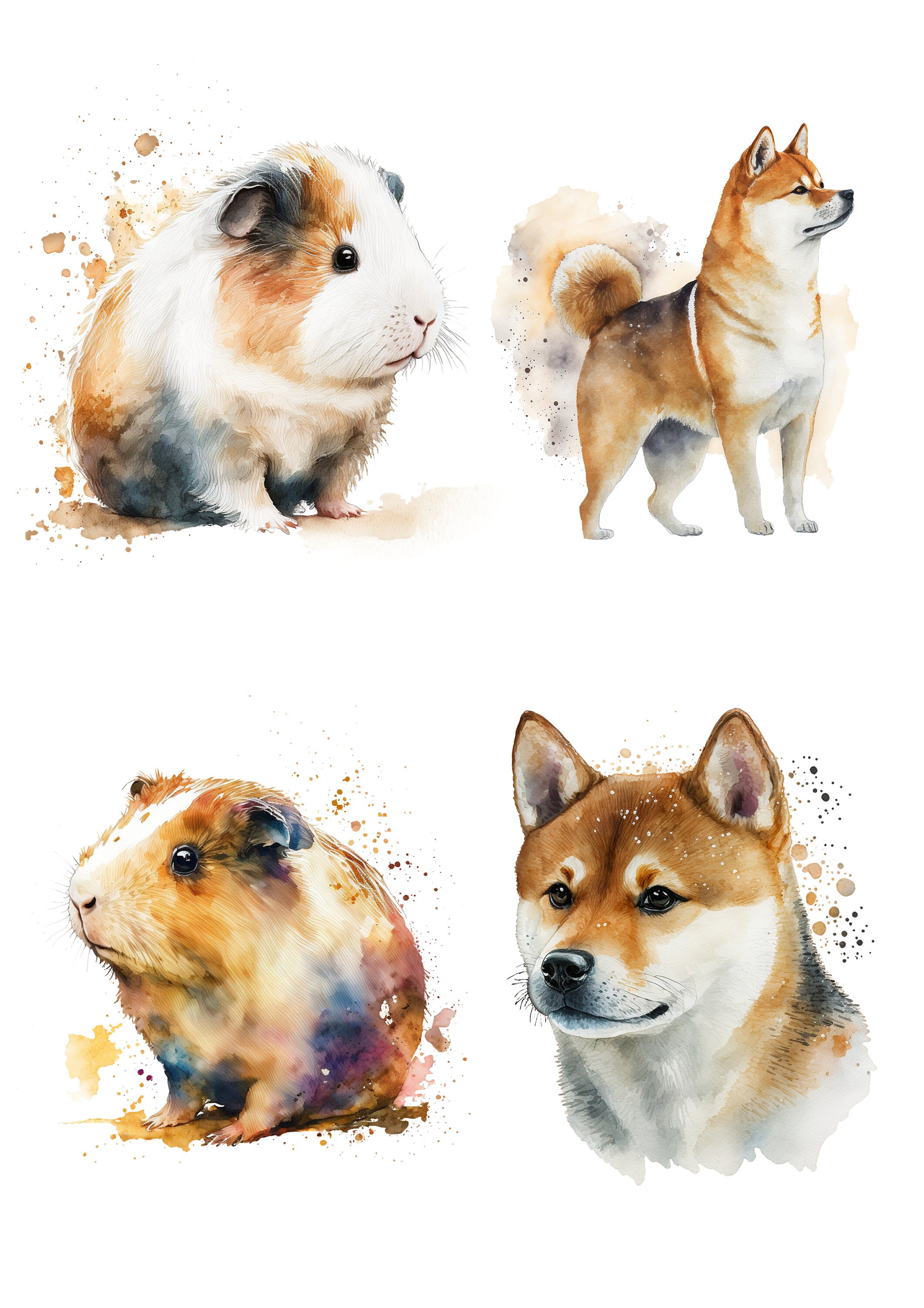 Guinea Pig Png Clipart Guinea Pigs Watercolor Cute Animals - Etsy