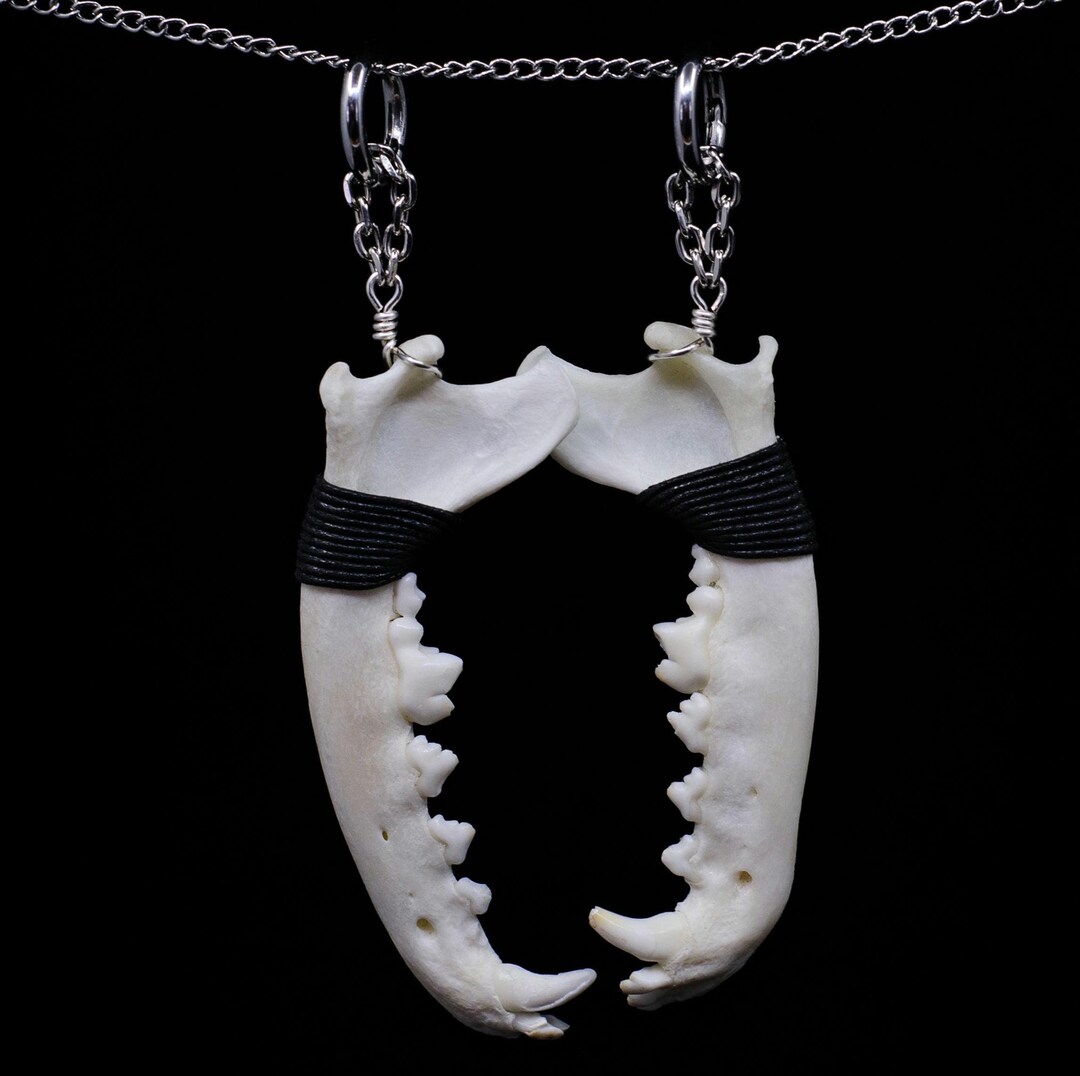 Coyote Jaw Bone Ear Weights With Chain and SS Clip Rings. *real ...