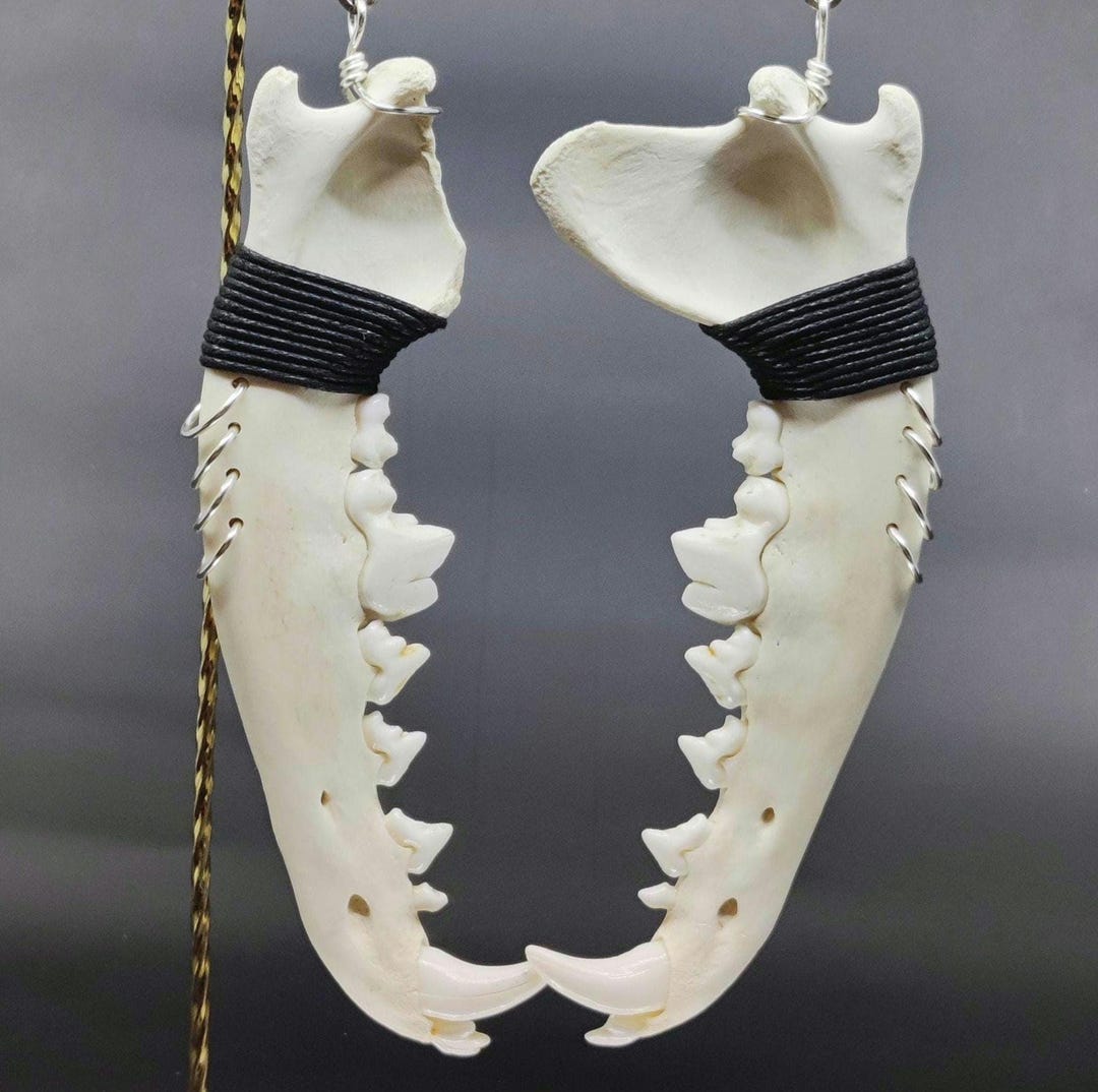 Real Coyote Jaw Bone Ear Weights W/ Handmade Silver Rings and SS Spiral ...