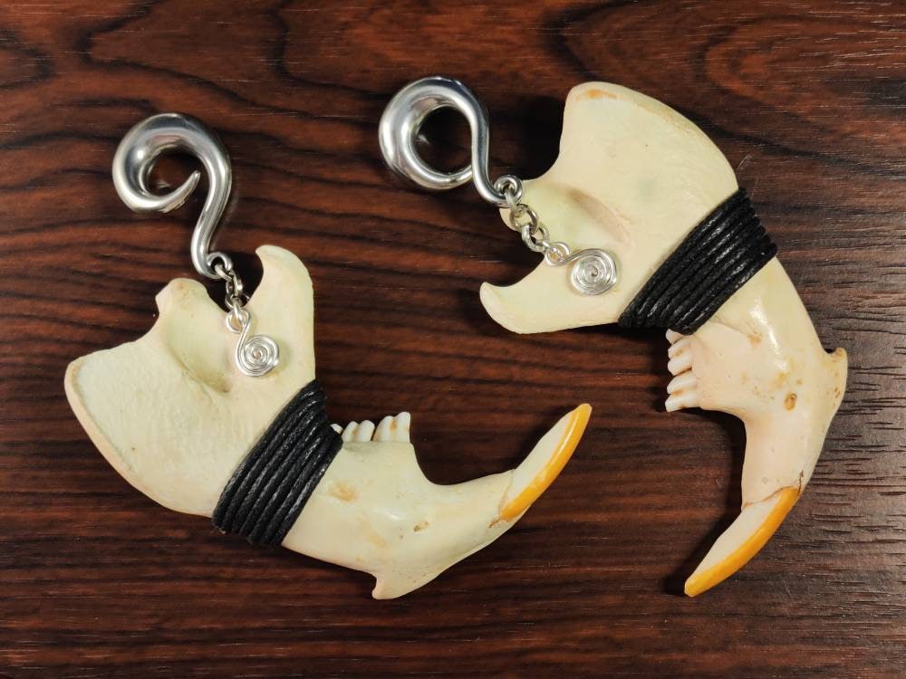 Beaver Jaw Bone Ear Hangers: Silver Spiral Hooks, Ethically Sourced - Etsy