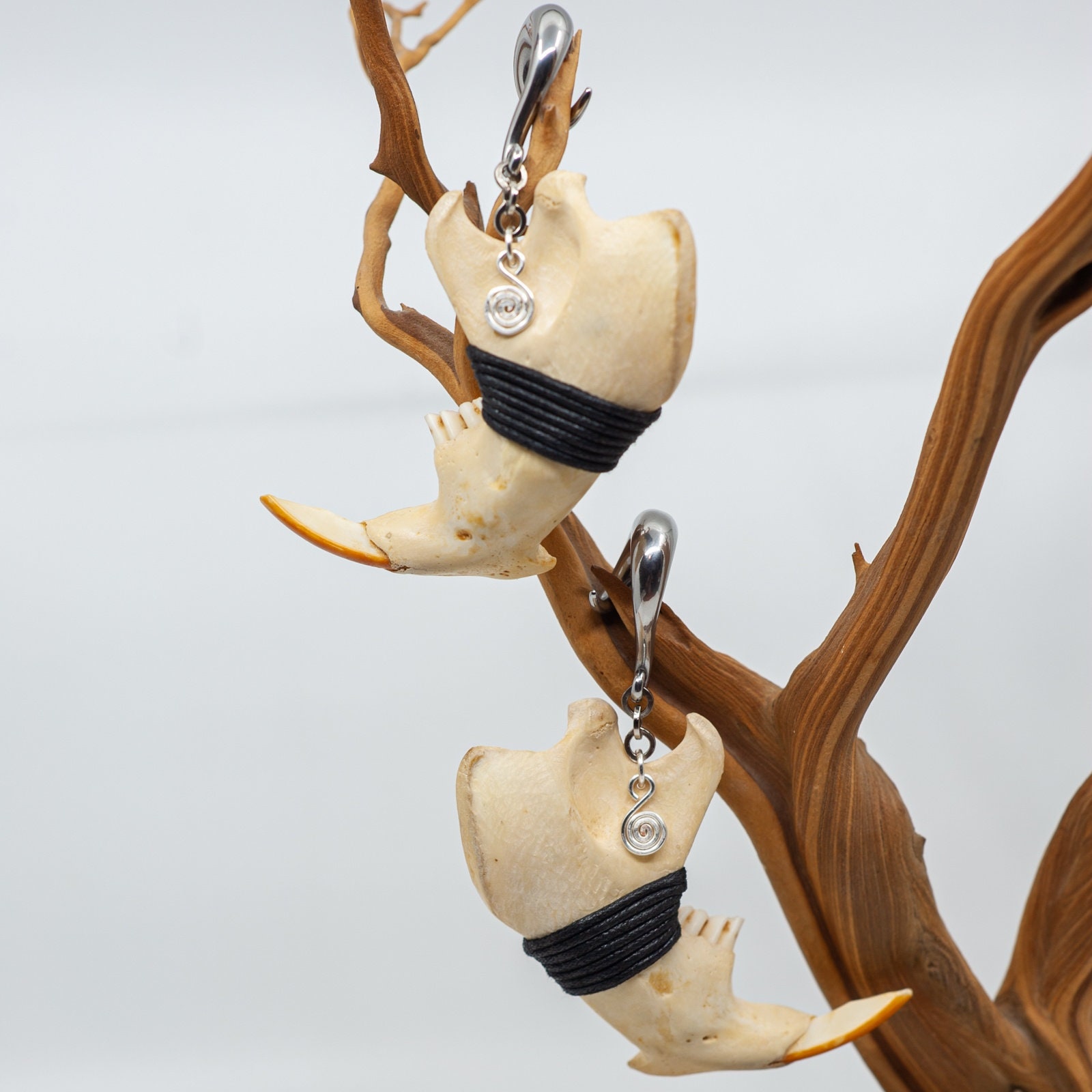 Beaver Jaw Bone Ear Hangers: Silver Spiral Hooks, Ethically Sourced - Etsy