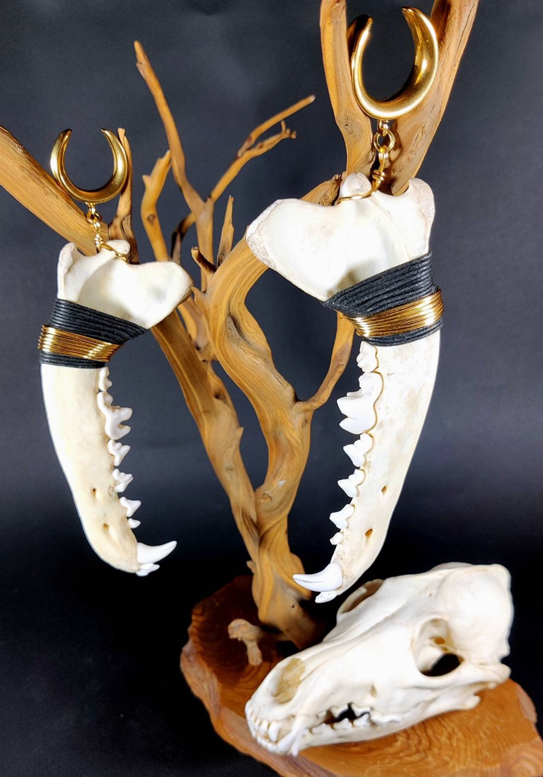 Coyote Jaw Bone Hangers With Gold Wire Wrap. Ear Saddles. real Humanely ...