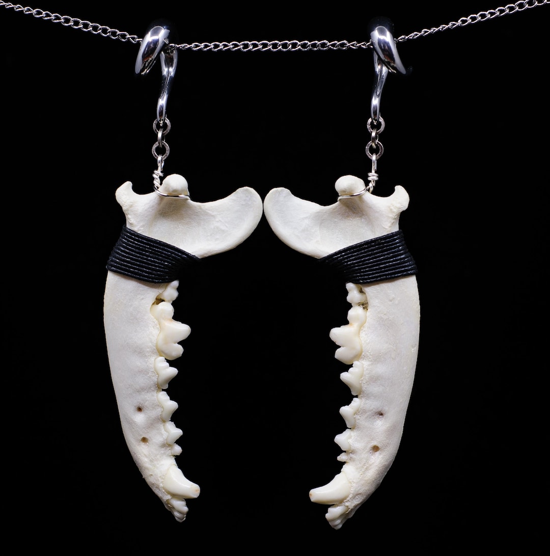 Coyote Jaw Bone Hangers, Ear Weights, and Spiral Hooks. *real Humanely ...