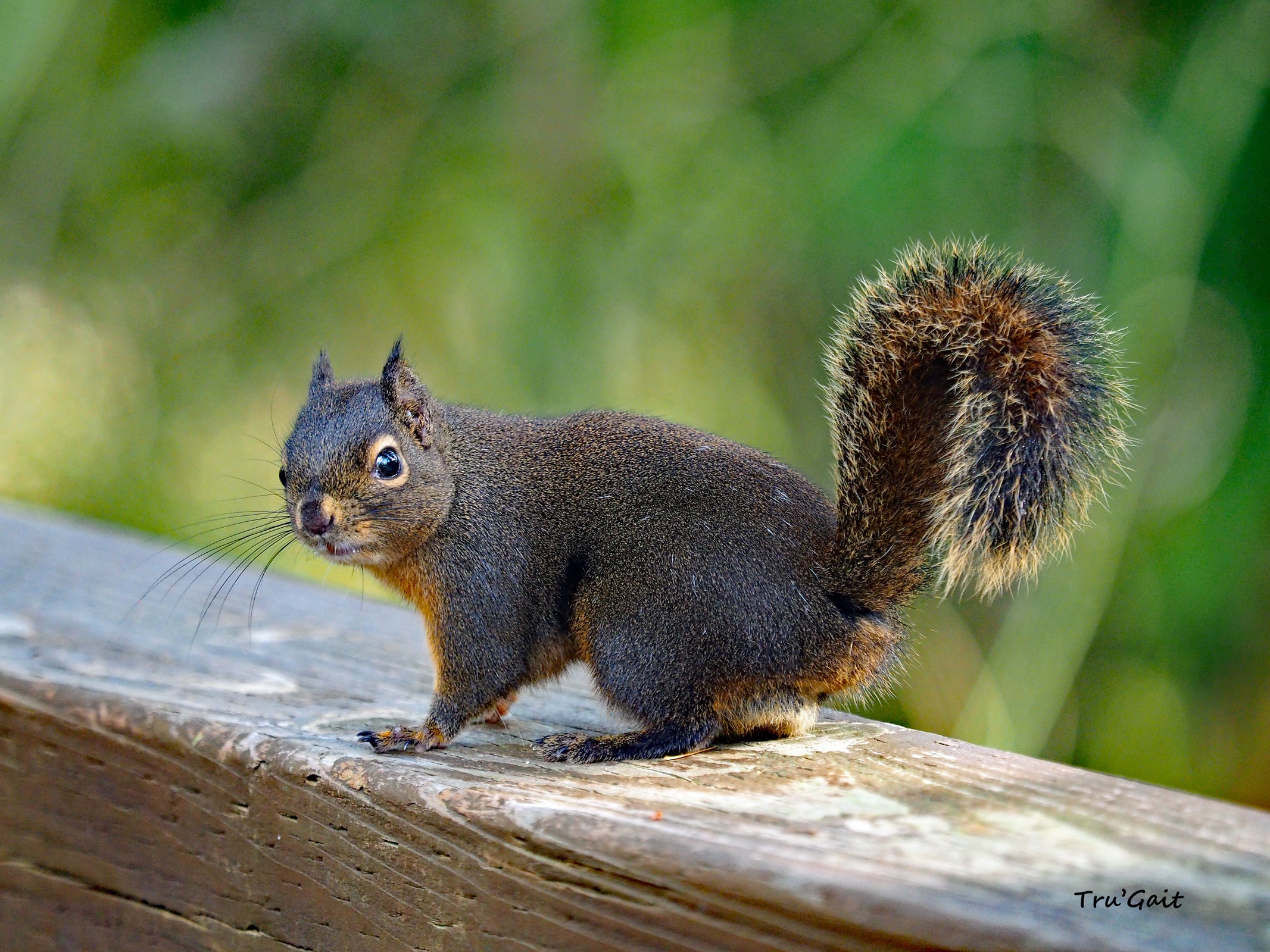 Douglas Squirrel | Etsy