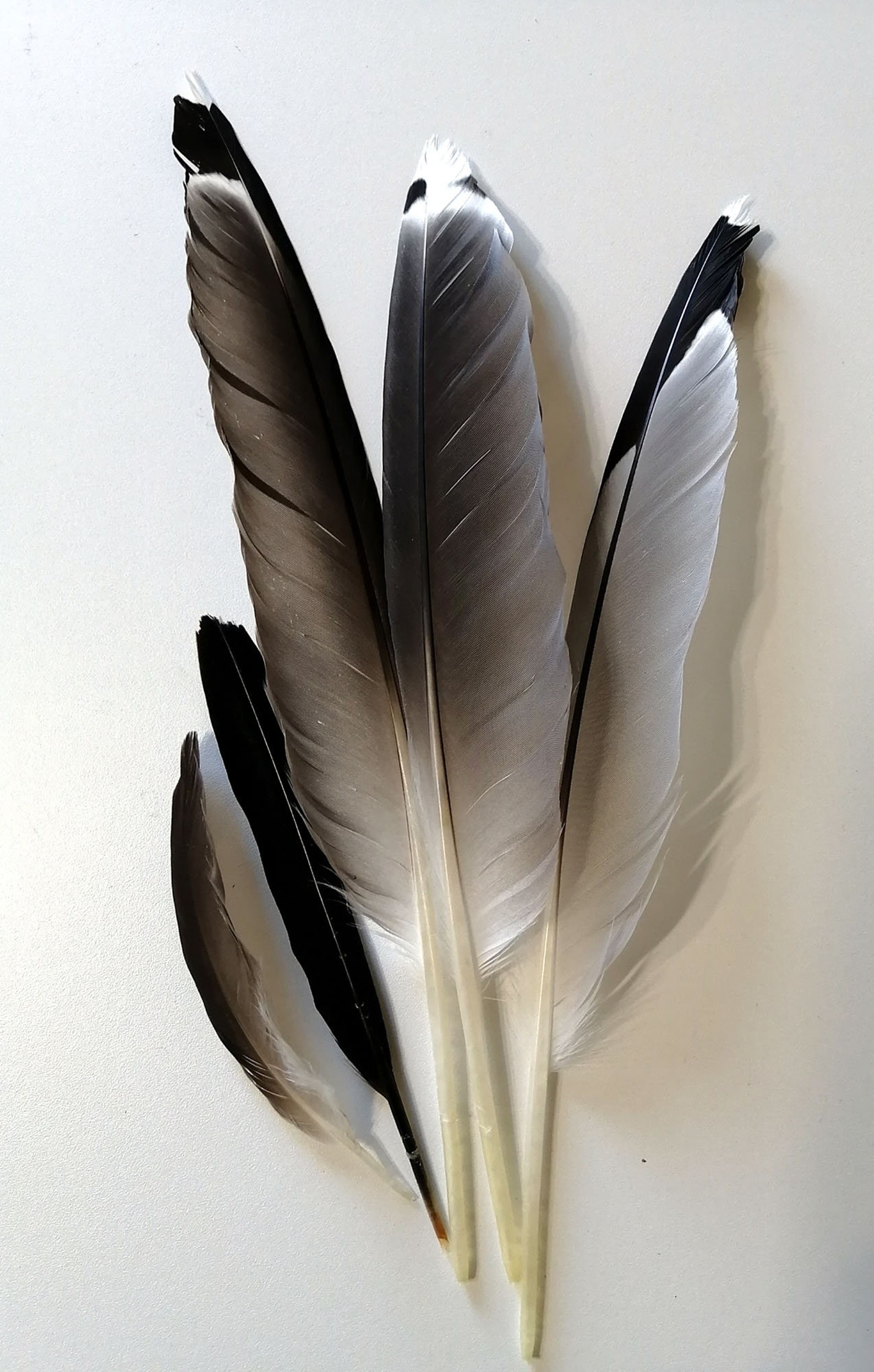 Real Seagull Feather From Canada - Etsy