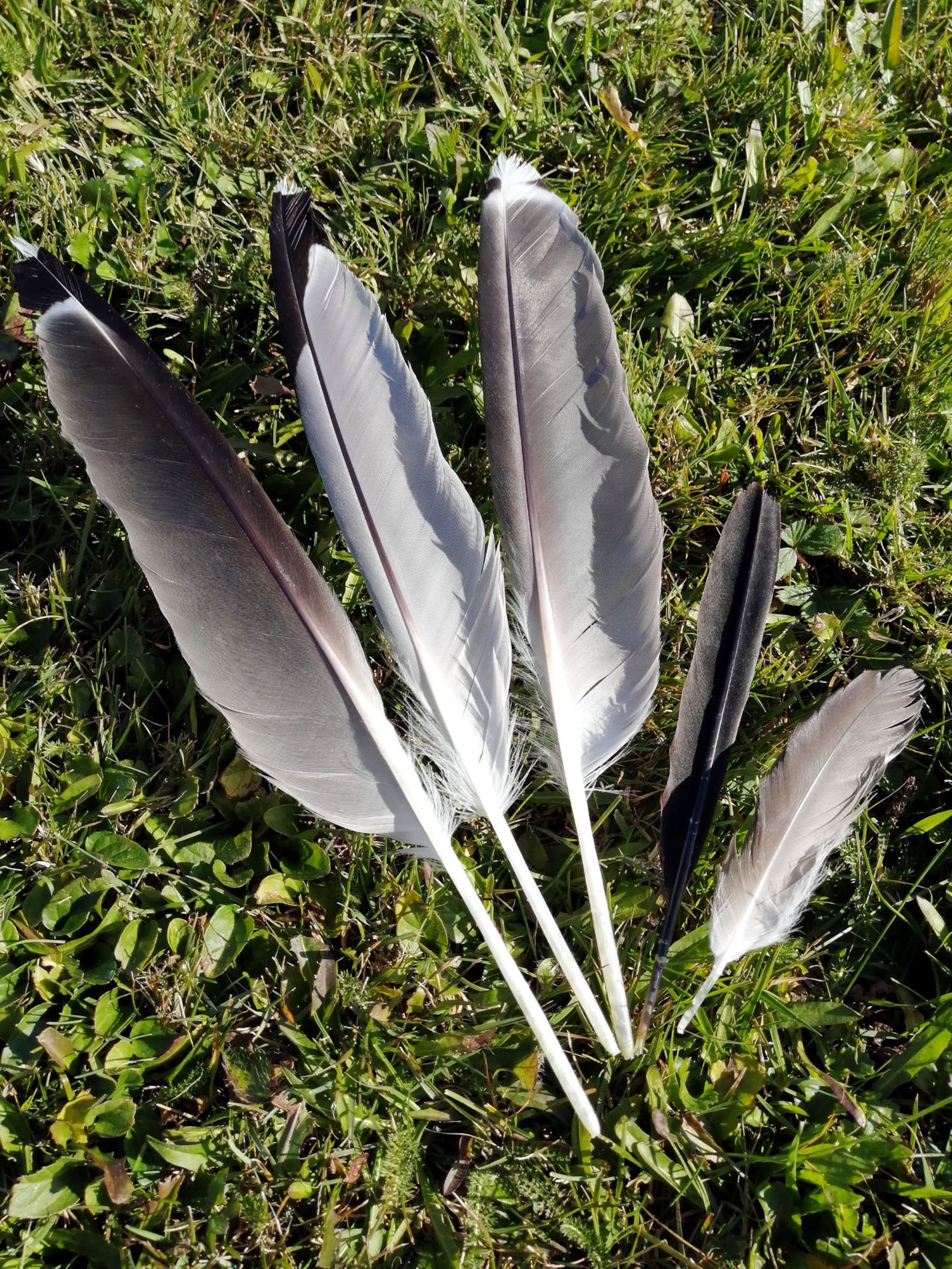 Real Seagull Feather From Canada - Etsy Canada
