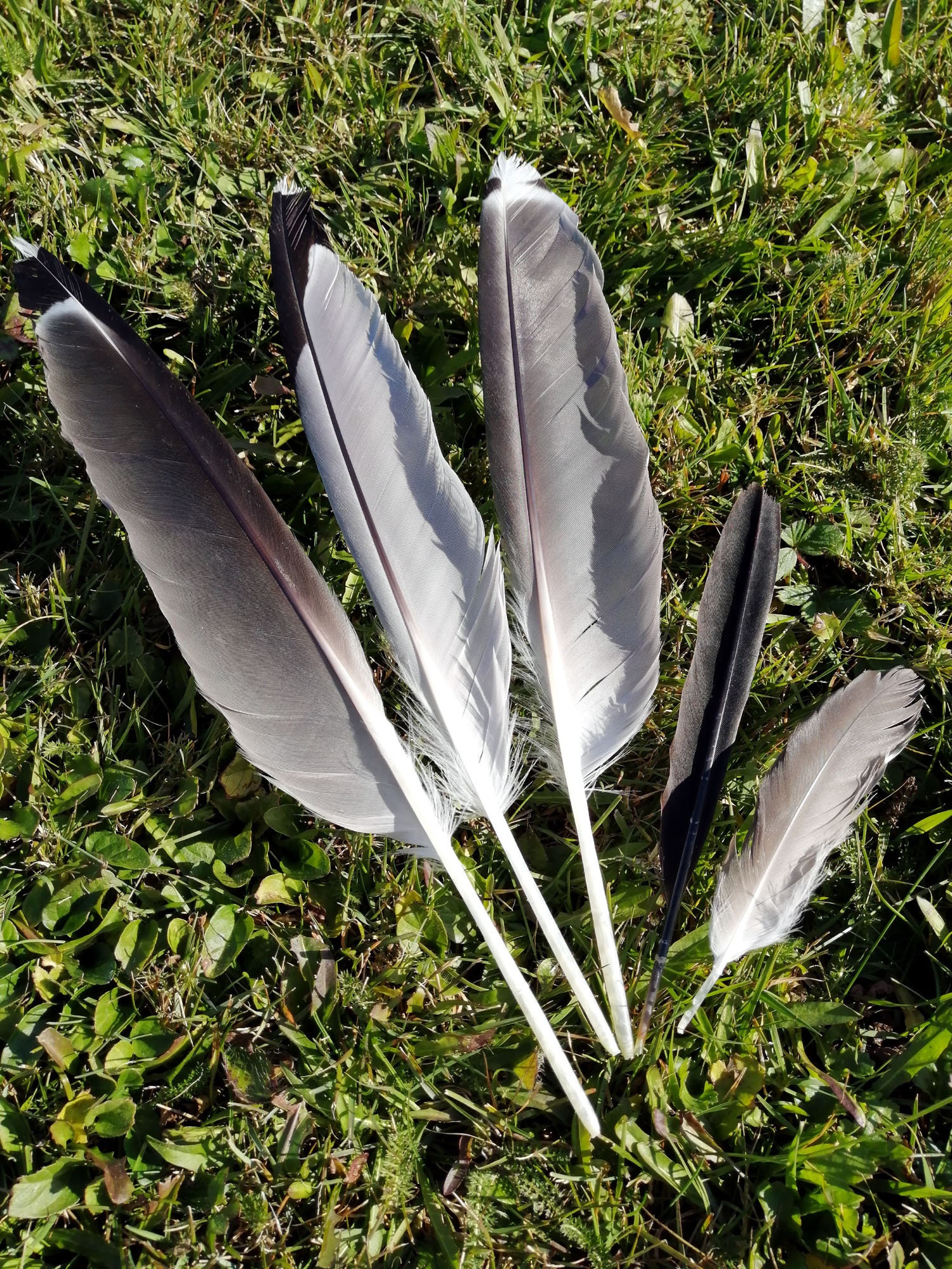 Real Seagull Feather From Canada - Etsy Canada