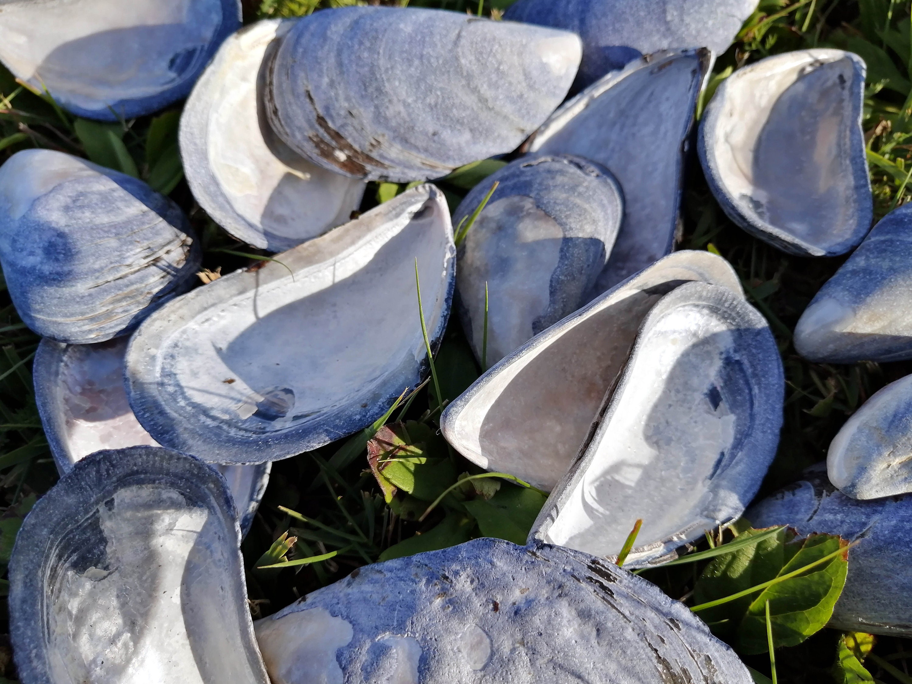 Large Mussel Shell Lot Natural Blue Mussel Shells for Craft - Etsy