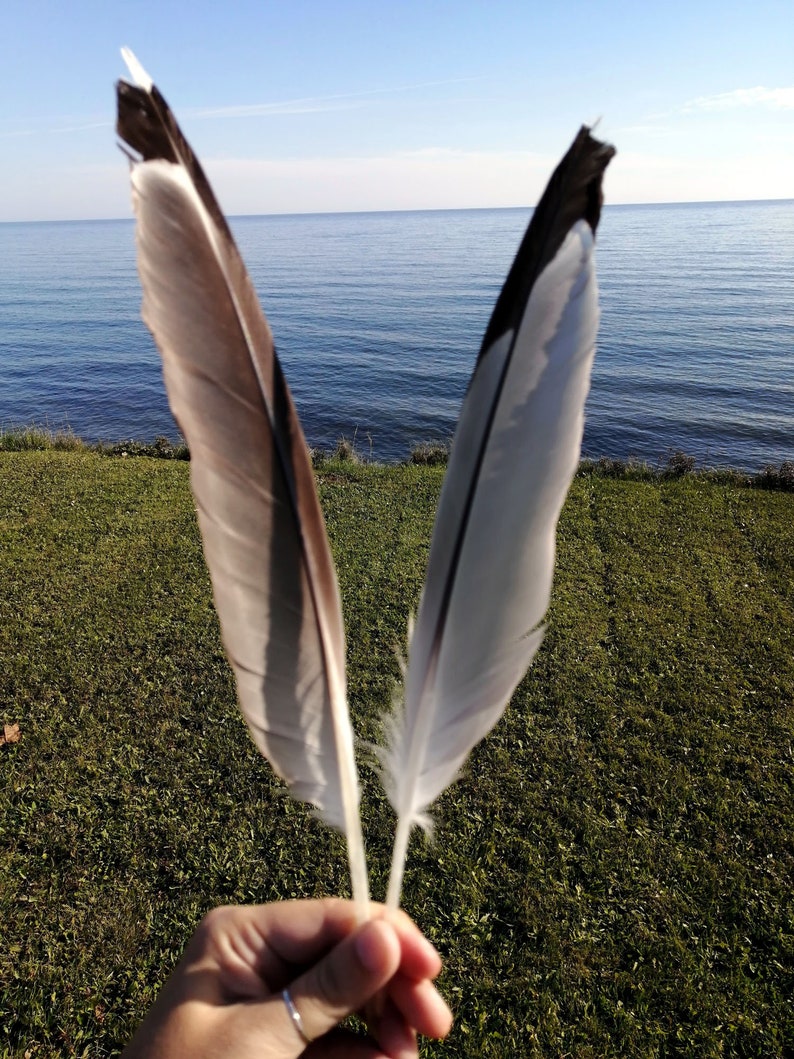 Real Seagull Feather From Canada - Etsy Canada