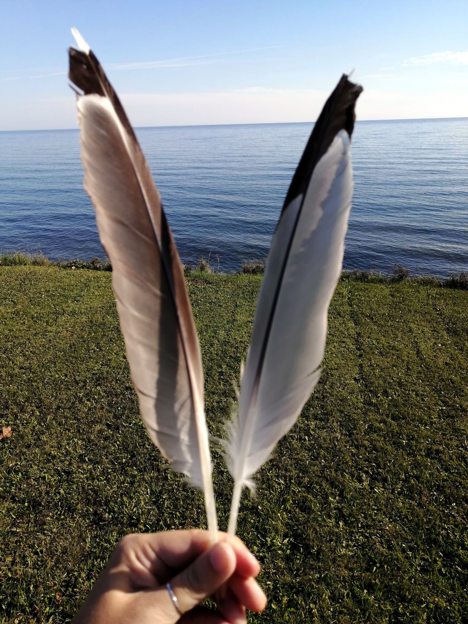Real Seagull Feather From Canada - Etsy Canada