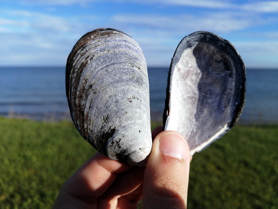 Large Mussel Shell Lot, Natural Blue Mussel Shells, for Craft ...