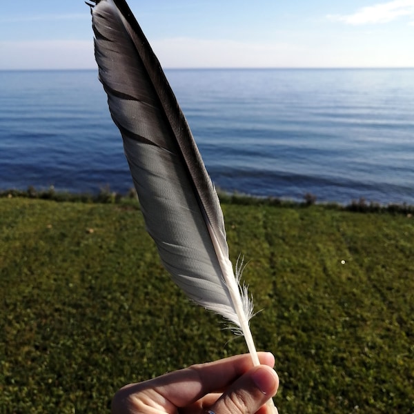 Seagull Feather - Etsy