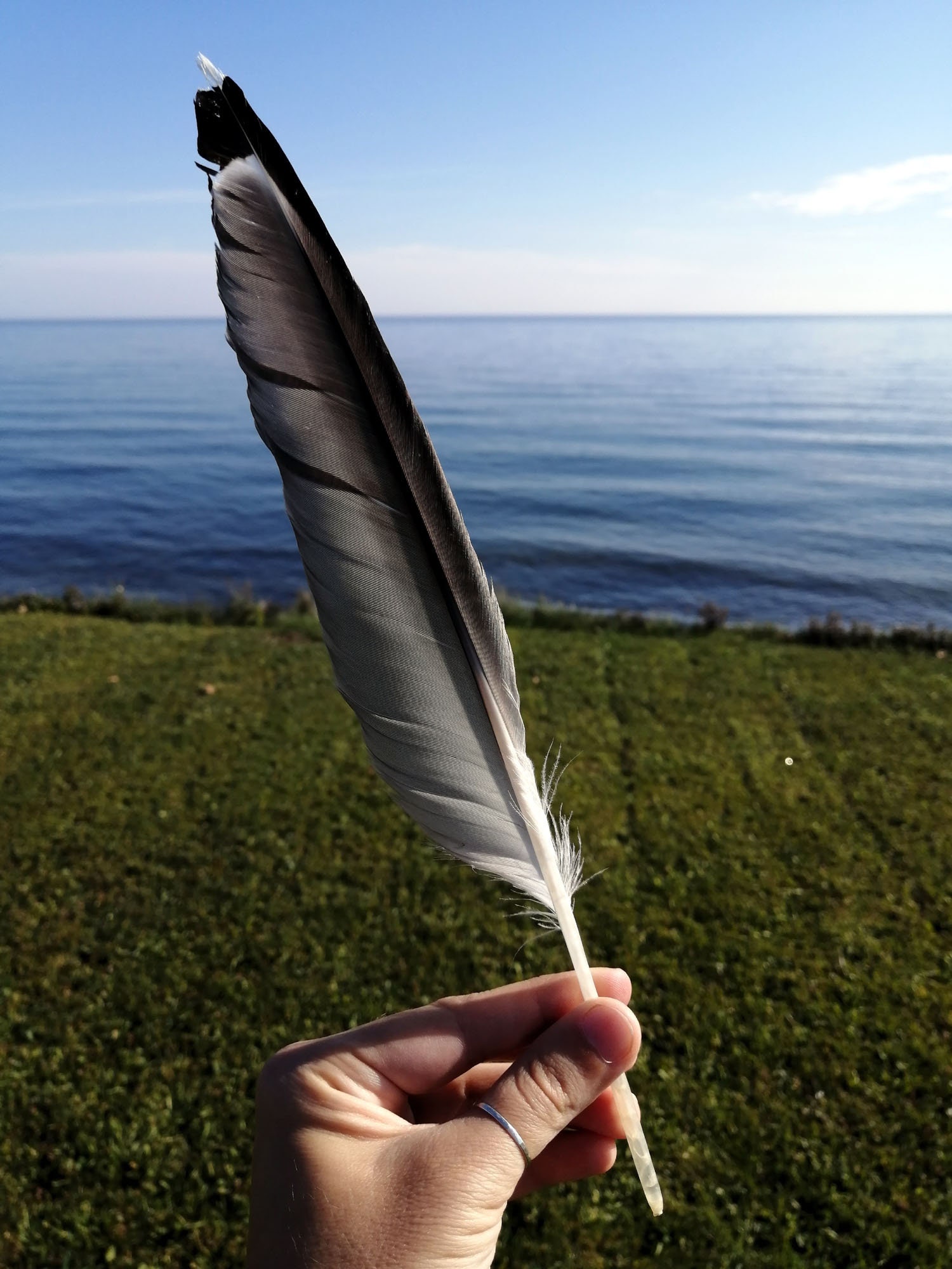 Real Seagull Feather From Canada - Etsy