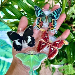 Luna Moth Phone Grip-rare Butterfly Phone Stand-monarch-swallowtail ...