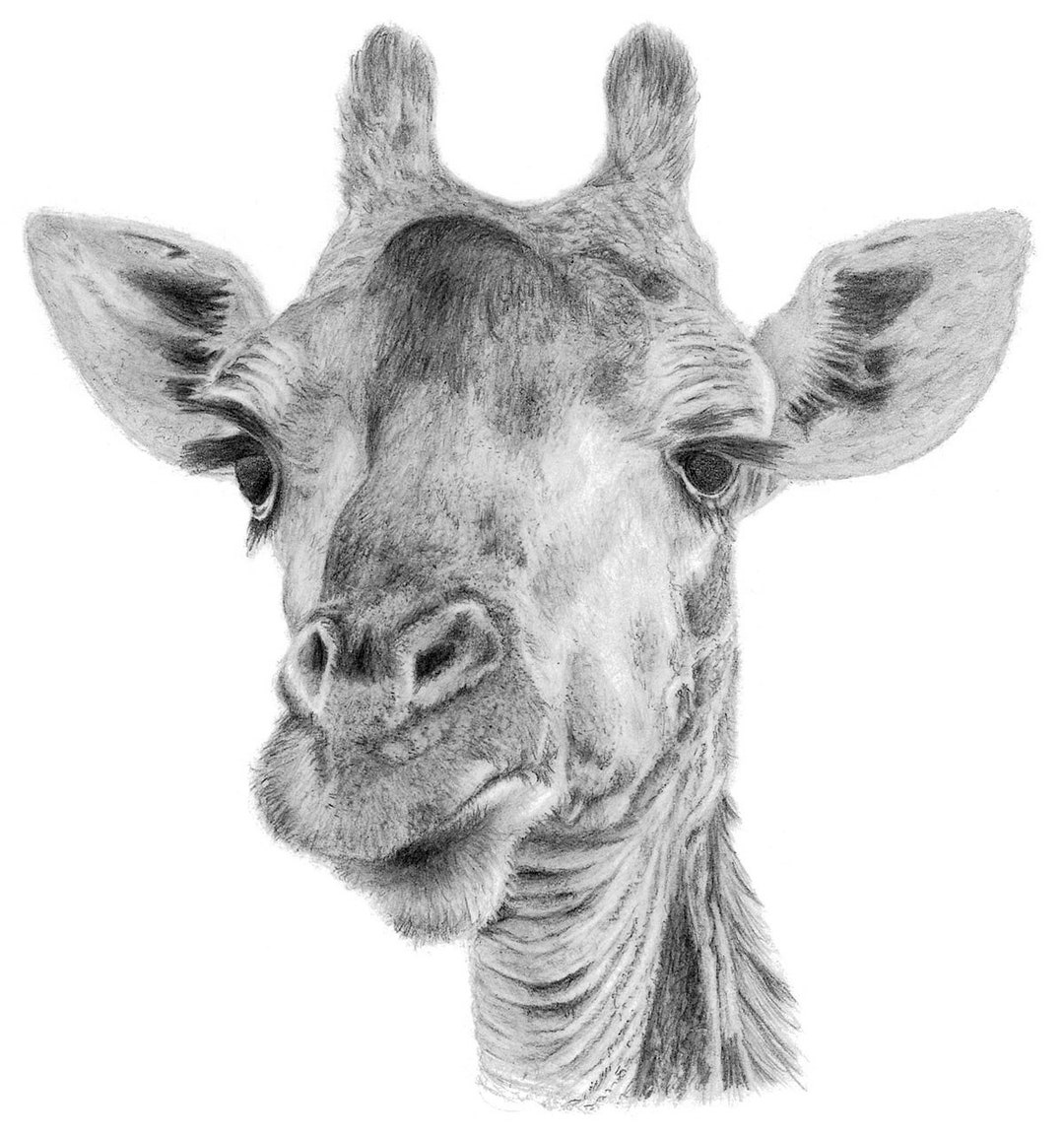 Giraffe A3 Print From Original Drawing - Etsy
