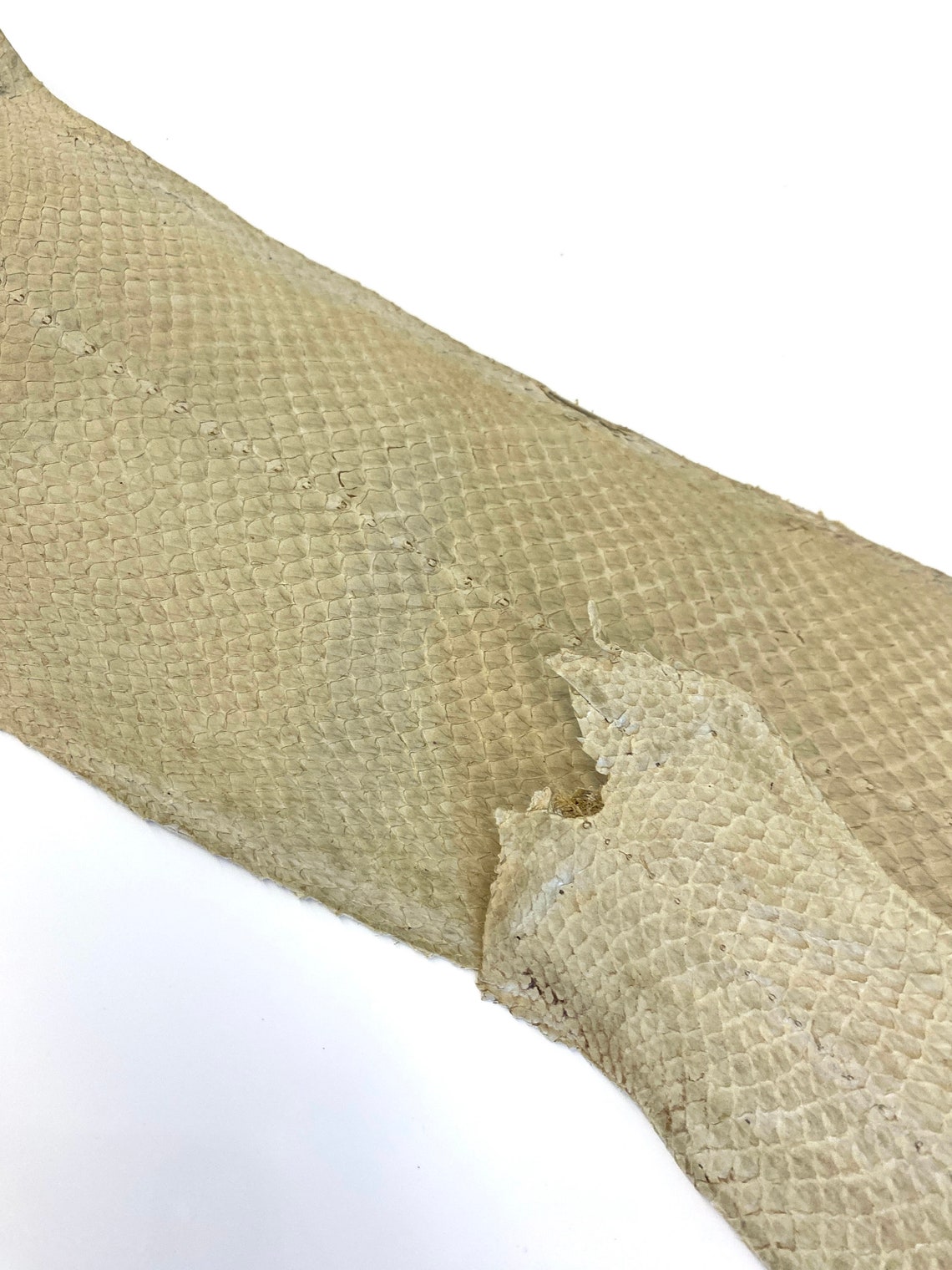 Fish Skin Leather, Beige Fish Skin, Brown Fish Skin. - Etsy