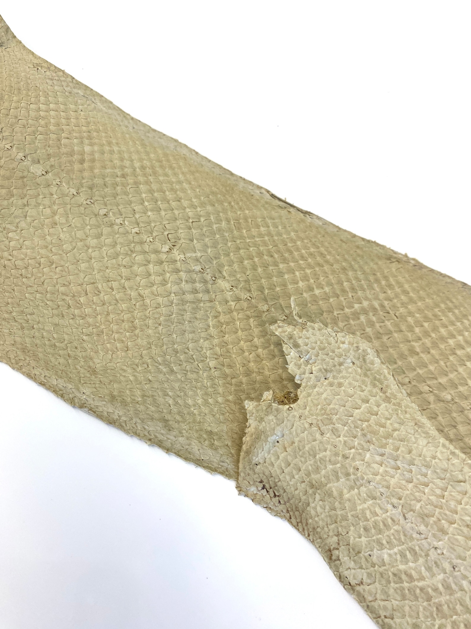 Fish Skin Leather, Beige Fish Skin, Brown Fish Skin. - Etsy