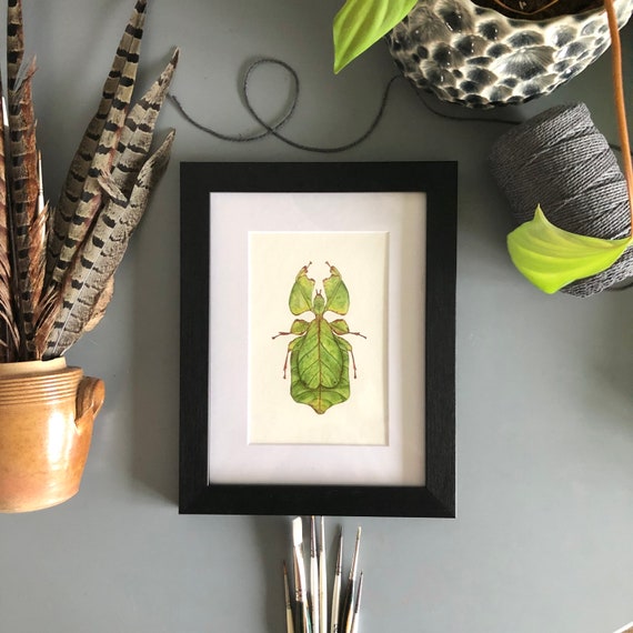 Giant Leaf Insect A6 Print Watercolour Illustration | Etsy