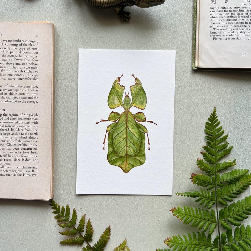 Insect Watercolor - Etsy